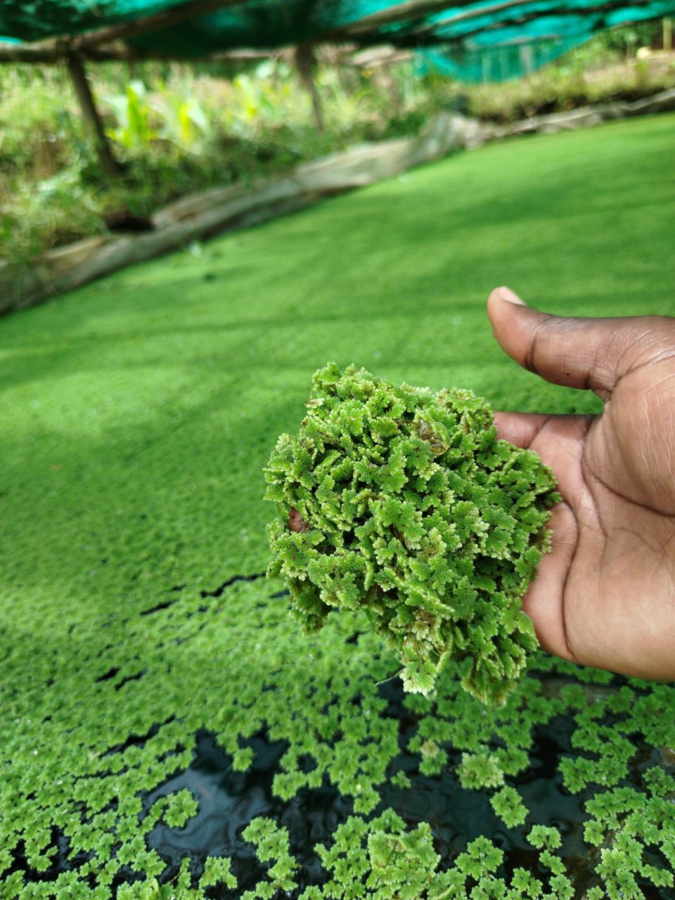 Best price for Azolla seeds with instructions on how to plant - 1kg ...